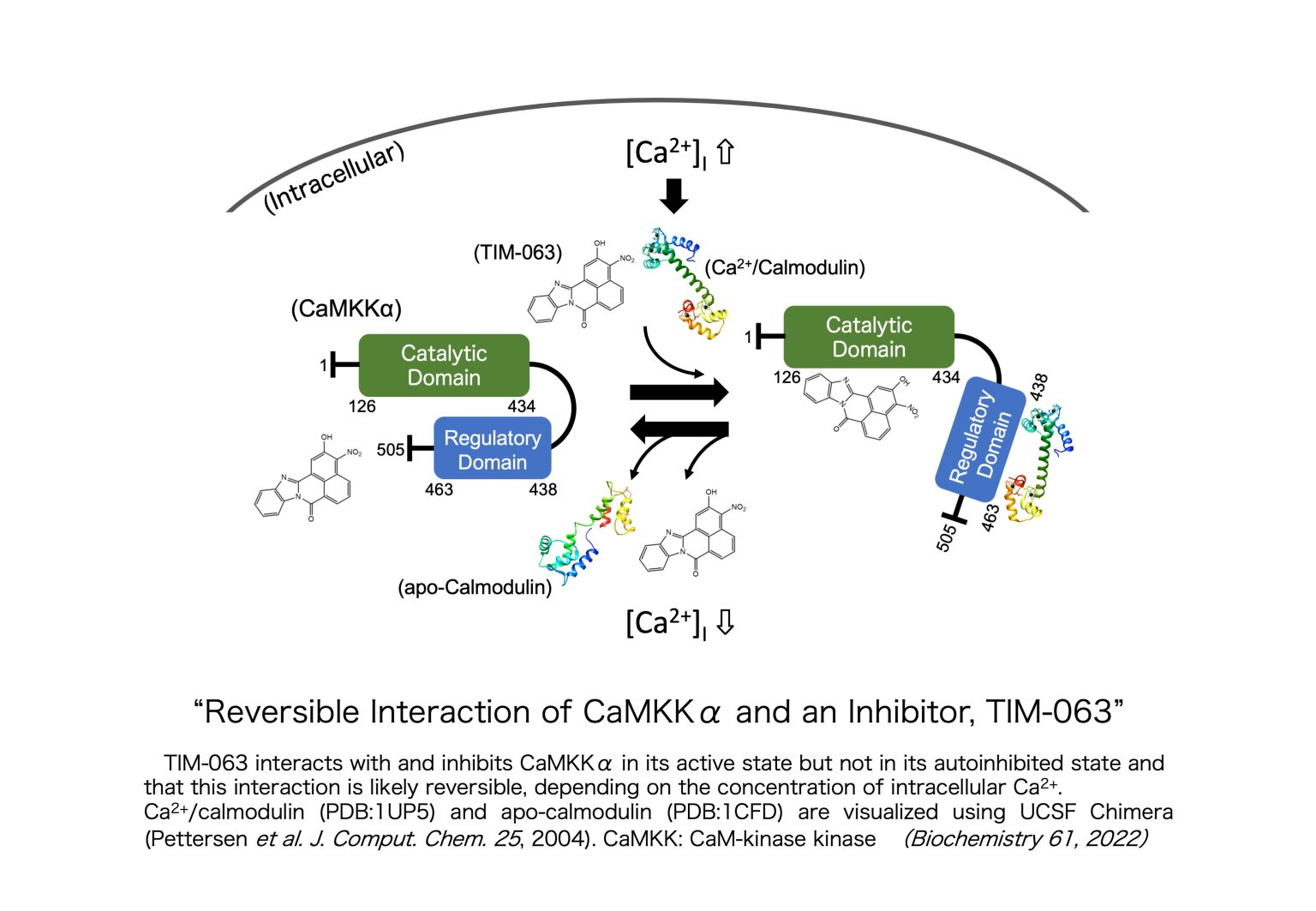 Regulation of Calmodulin-dependent Protein Kinases and Development of ...